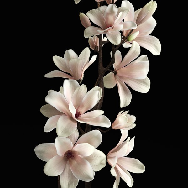 magnolia 3d model