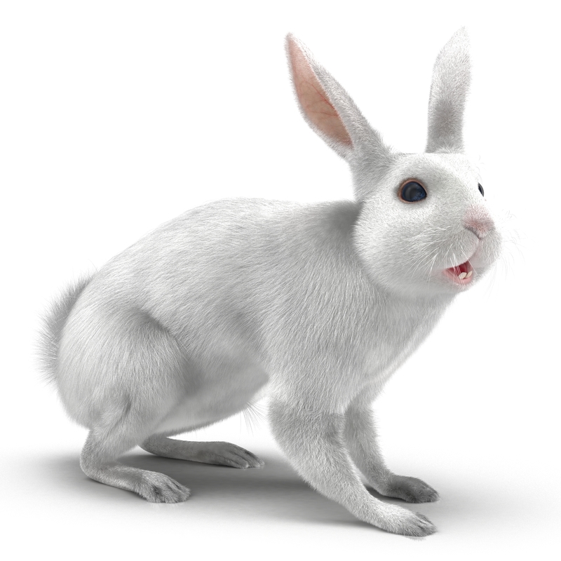 3d white rabbit rigged