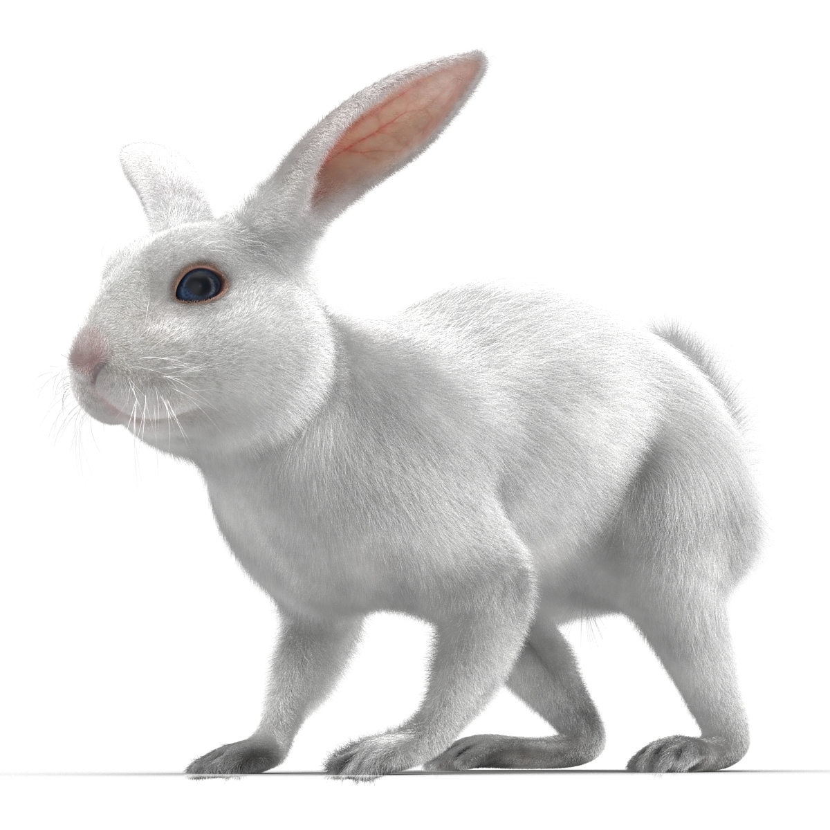 3d white rabbit rigged