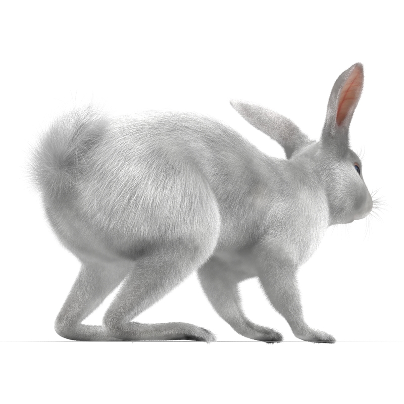 3d white rabbit rigged