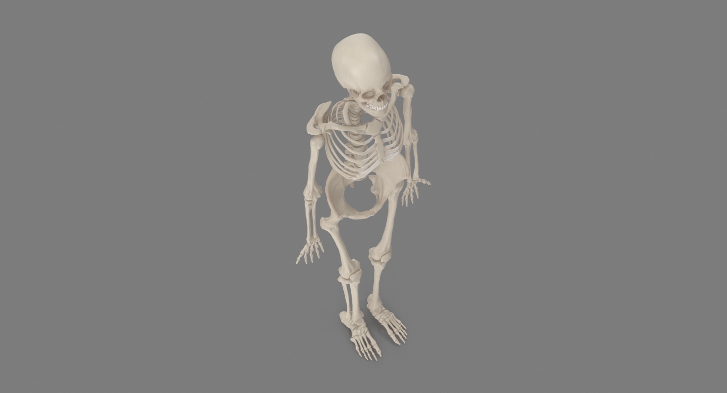 female skeleton 3d model