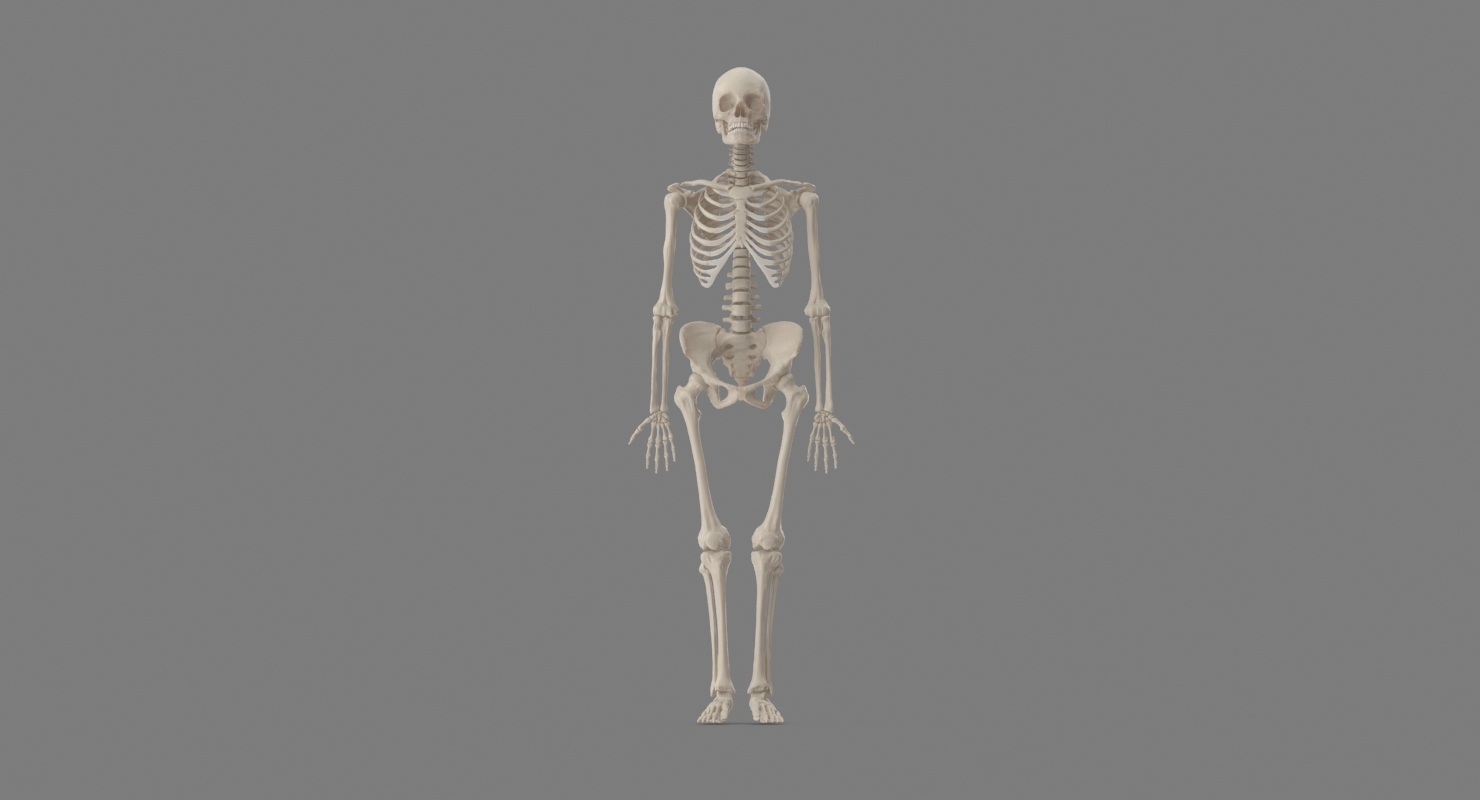 female skeleton 3d model