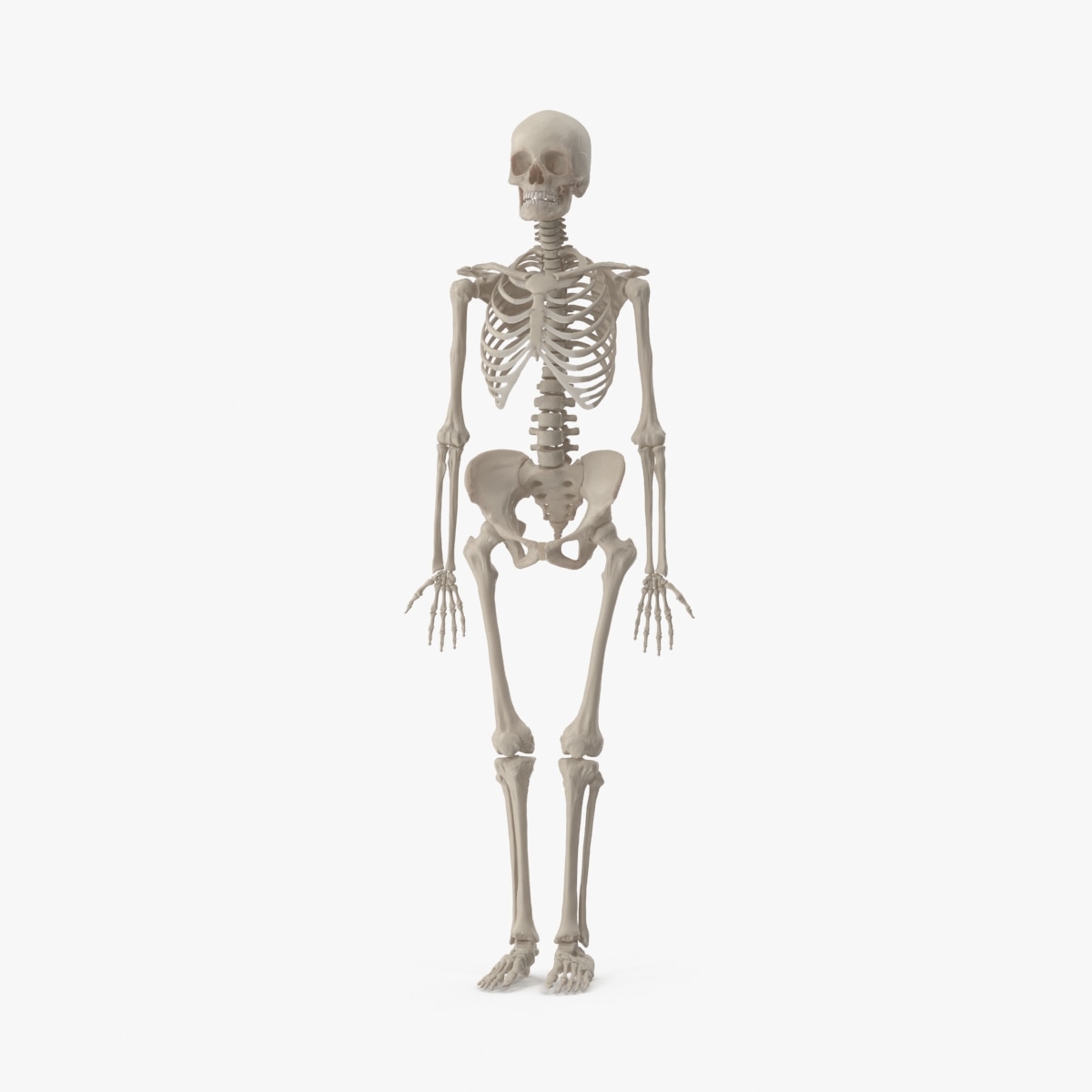 Human Skeleton 3D Models for Download | TurboSquid