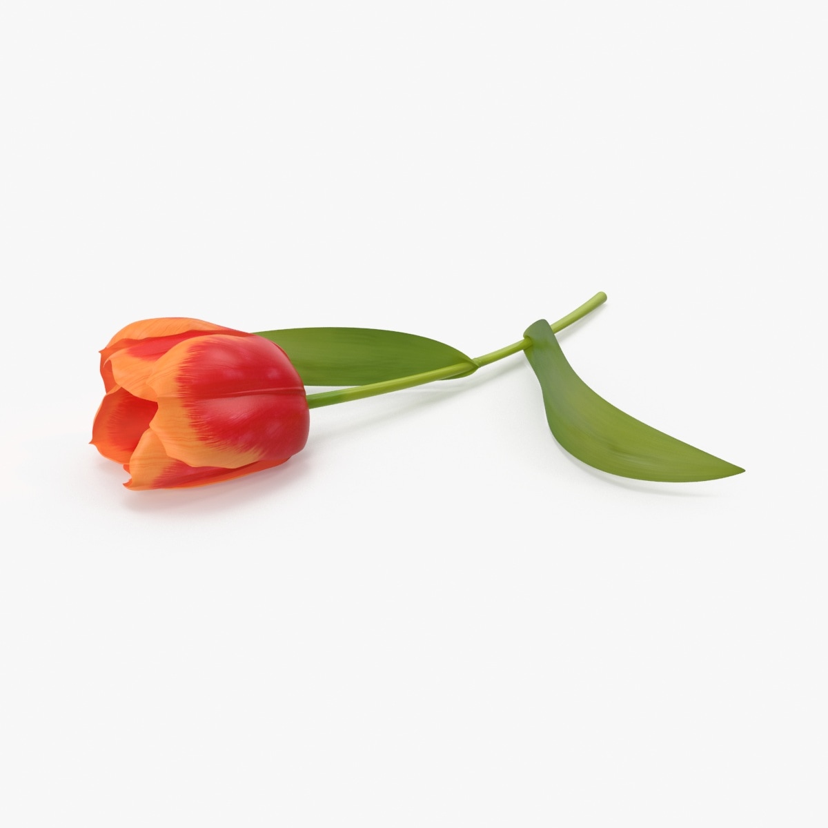 Tulip 3d Models For Download Turbosquid