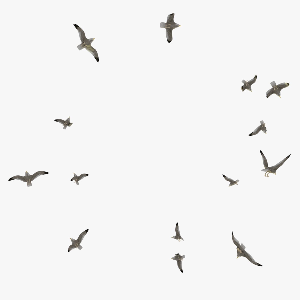 group flying seagulls animation 3d c4d