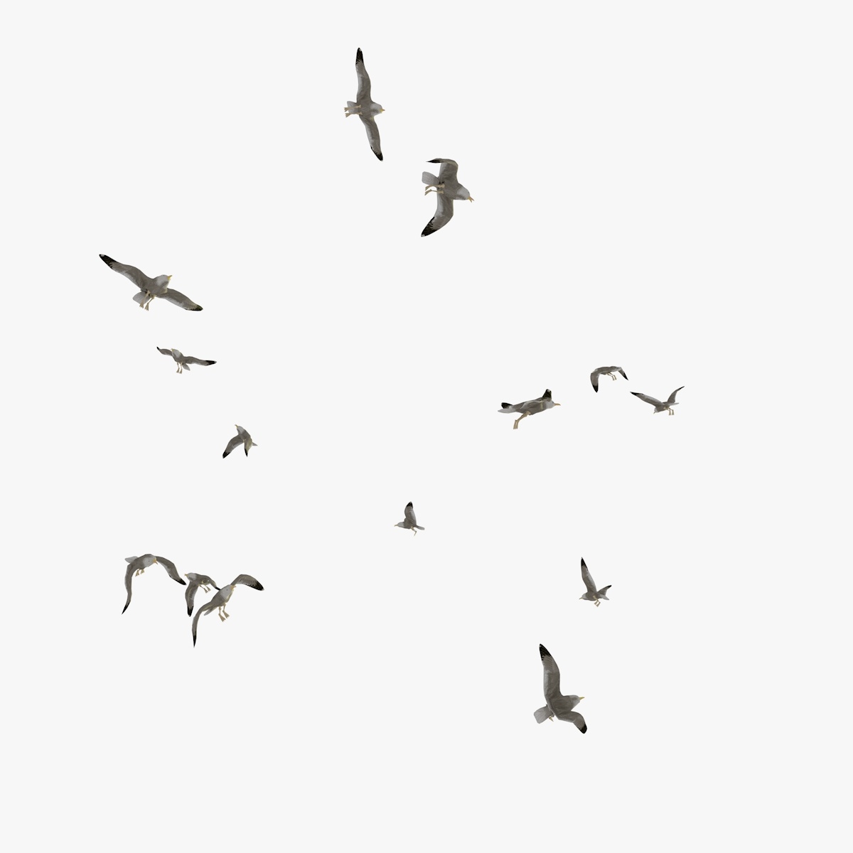 group flying seagulls animation 3d c4d