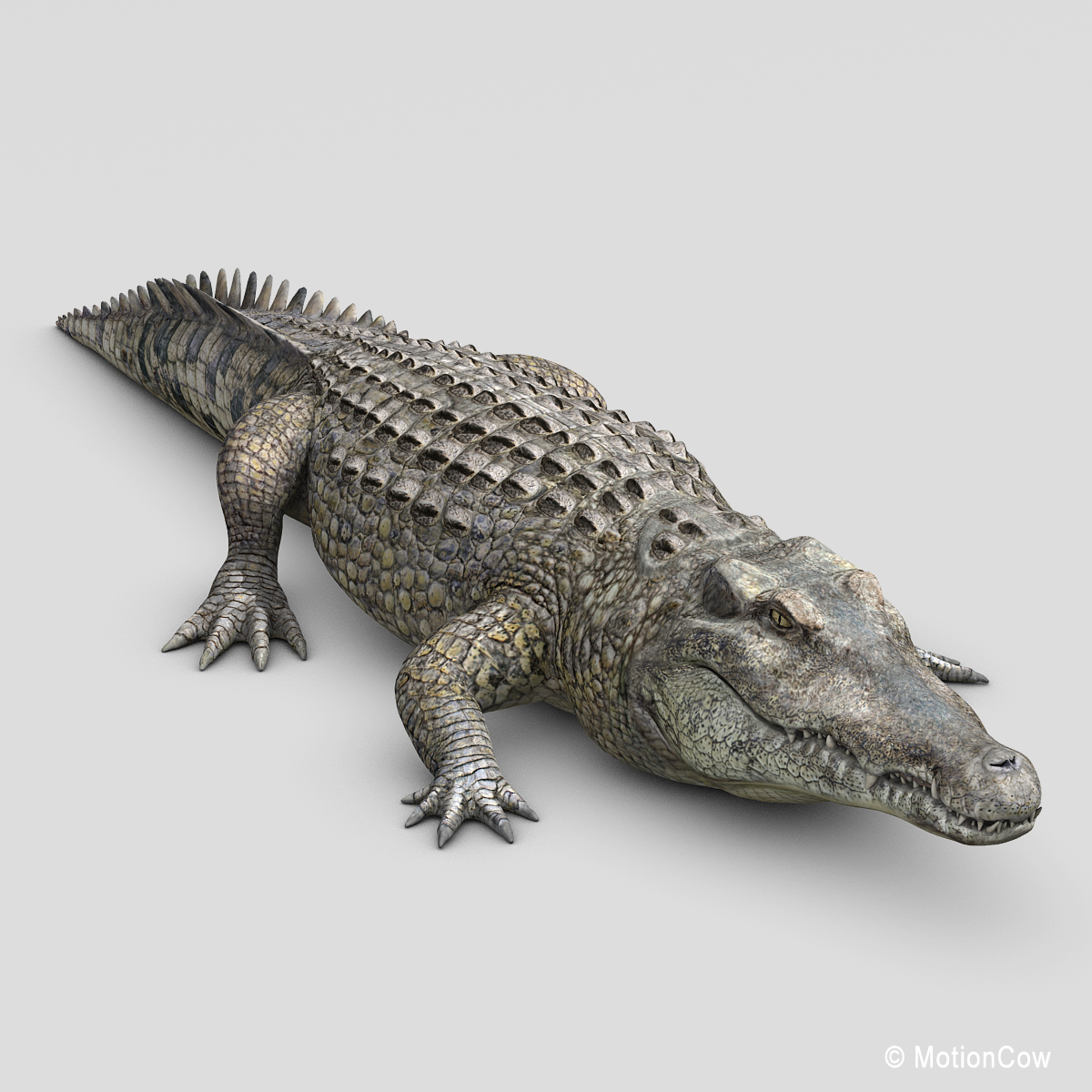 realistic crocodile max