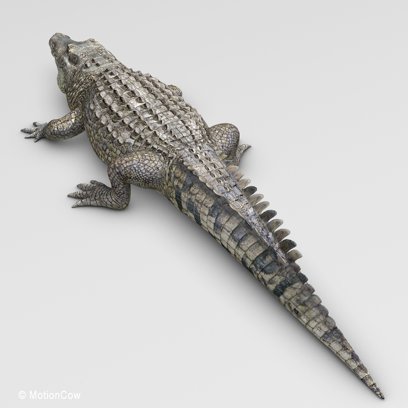 realistic crocodile max