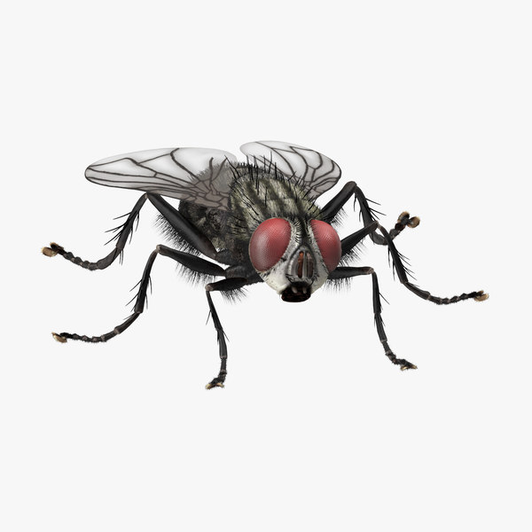 3D Fly Models | TurboSquid