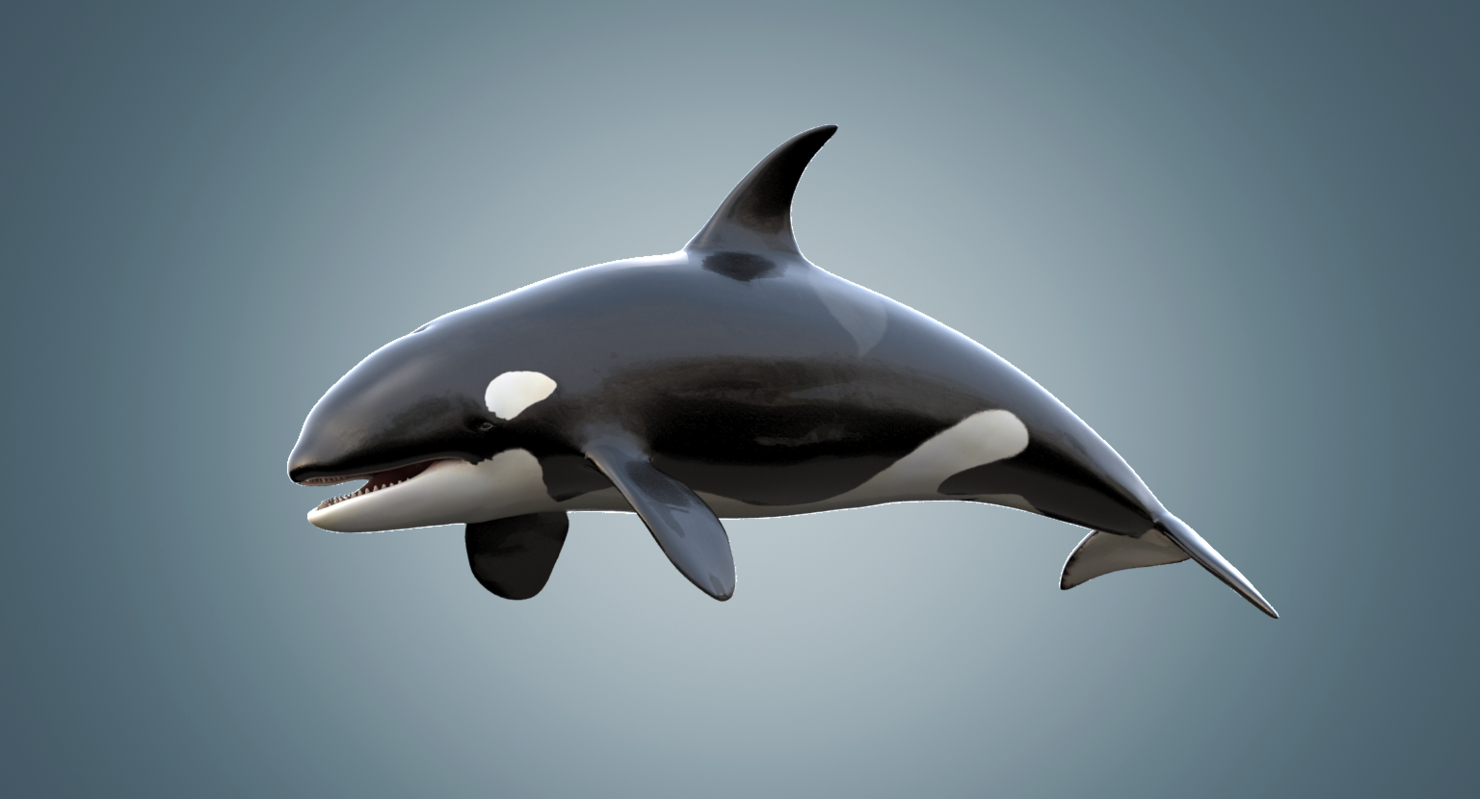 realistic killer whale orca 3d max