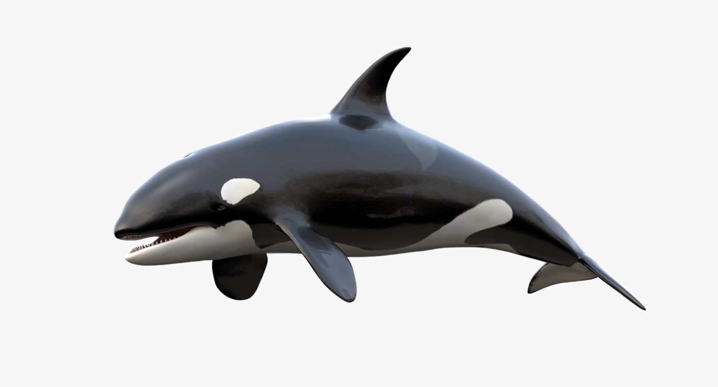 realistic killer whale orca 3d max