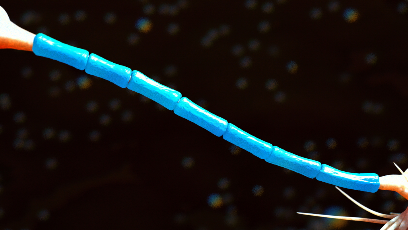 neuron myelin sheath 3d fbx