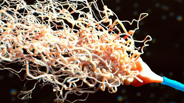neuron myelin sheath 3d fbx