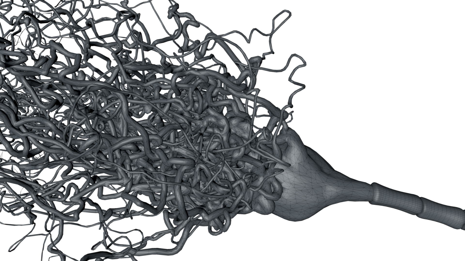 neuron myelin sheath 3d fbx