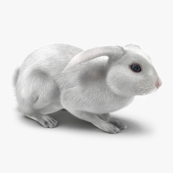 Rabbit 3D Models for Download | TurboSquid