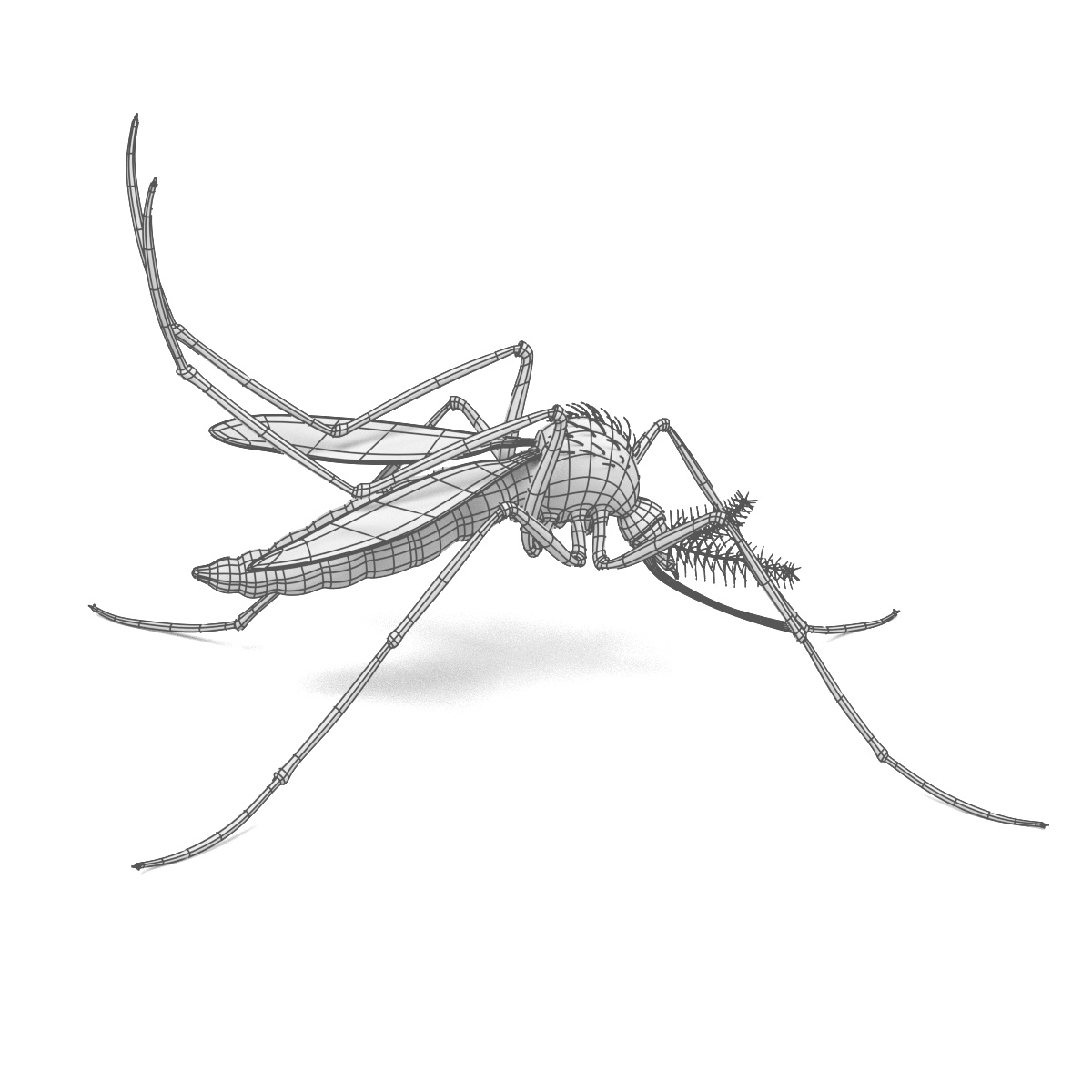 3d aedes aegypti