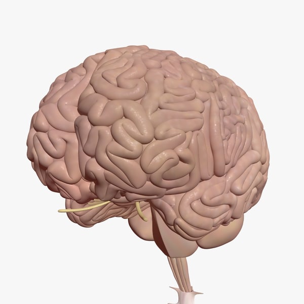 Brain 3D Models for Download | TurboSquid