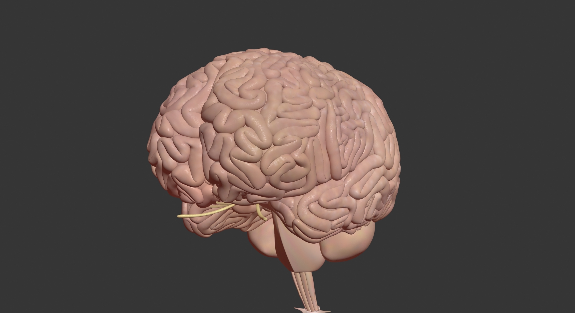 3d model human brain