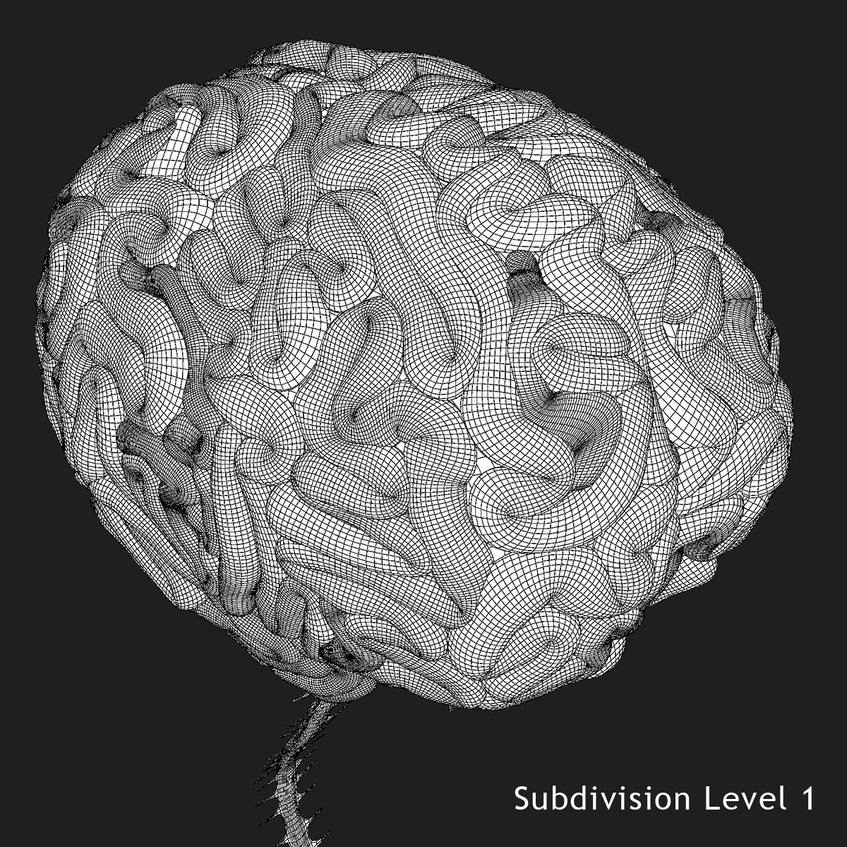 3d model human brain