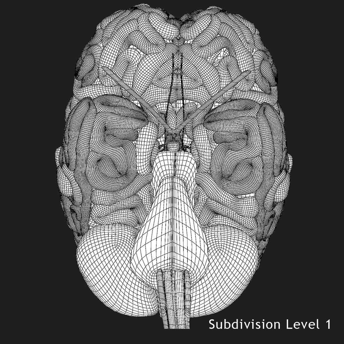 3d model human brain