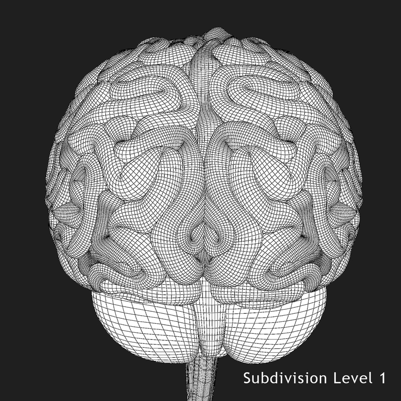 3d model human brain