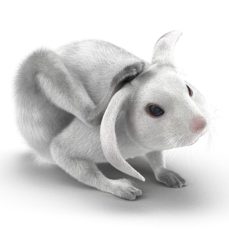 3d model white rabbit pose 4