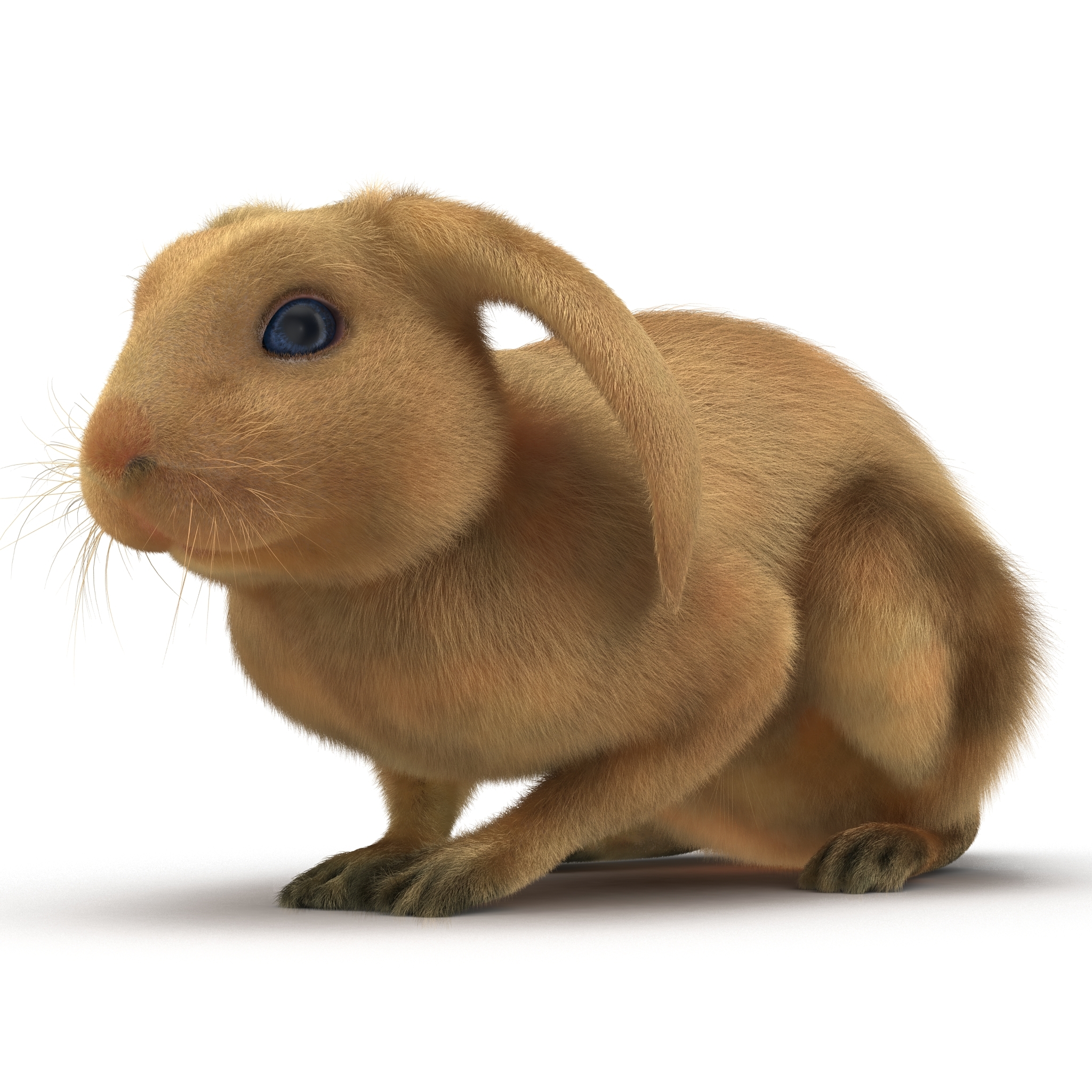 rabbit pose 2 3d model