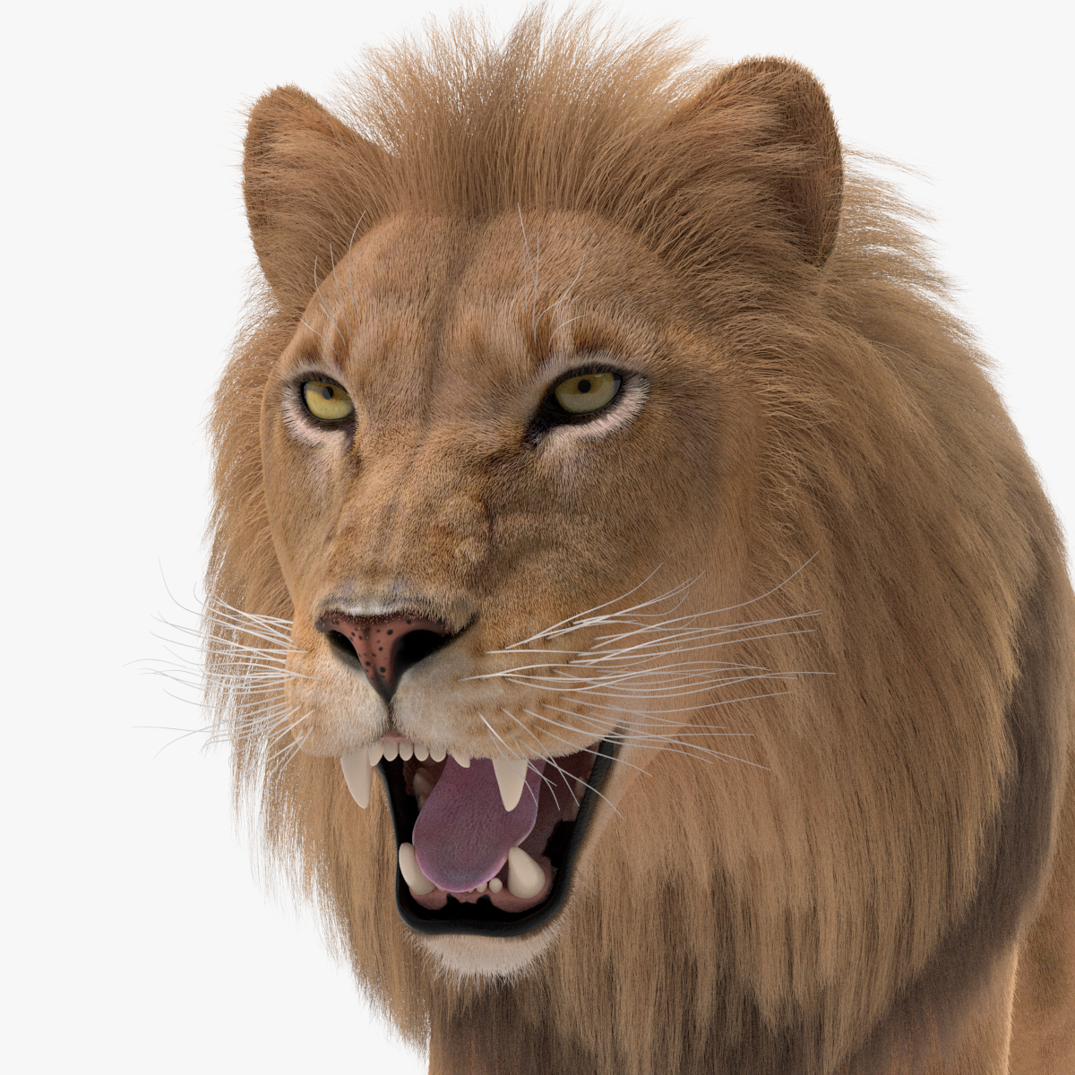 lion fur ma