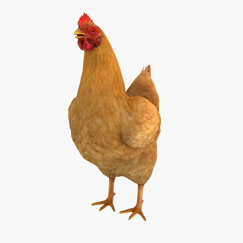 3d chicken model