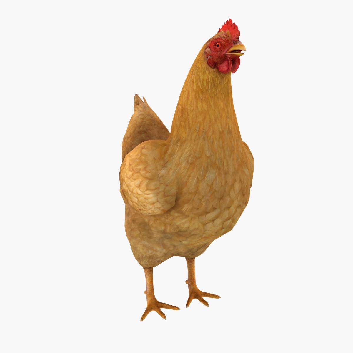3d chicken model