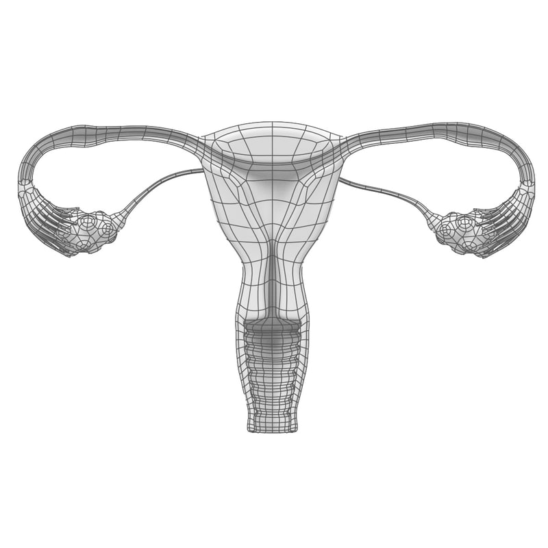 uterus section female reproductive 3d model