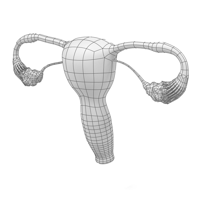uterus section female reproductive 3d model
