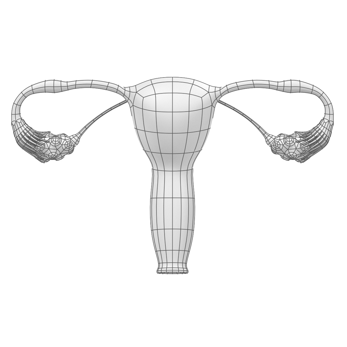 female reproductive 3d 3ds