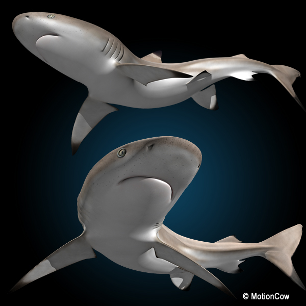 reef shark 3d max