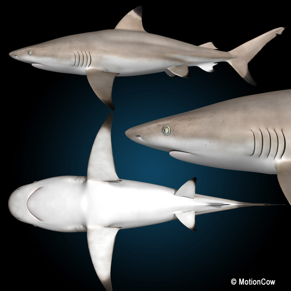 reef shark 3d max