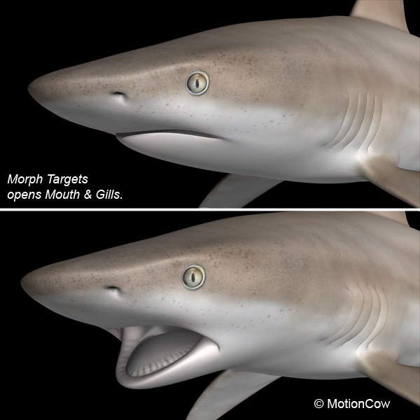 reef shark 3d max
