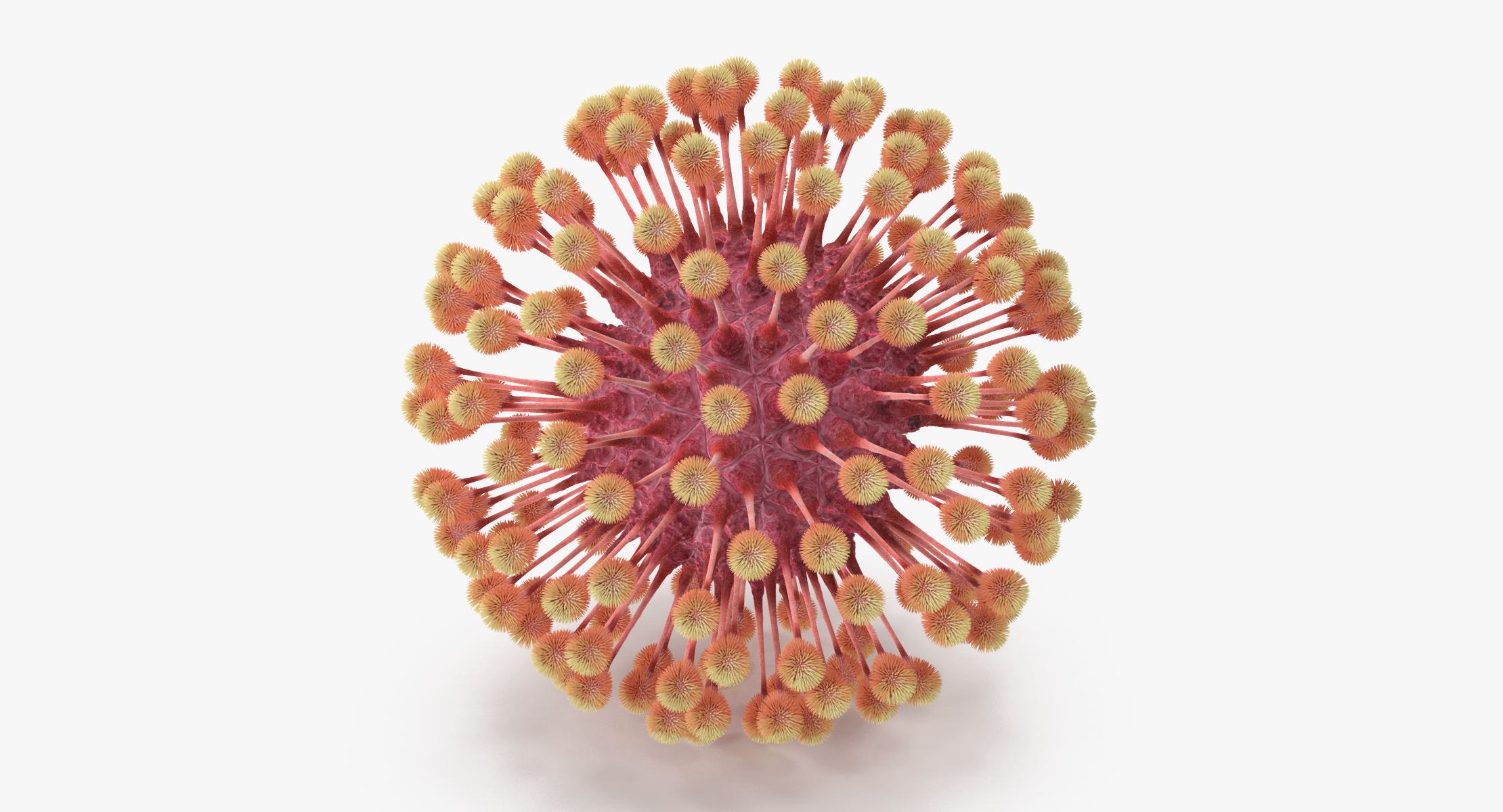 3d herpes virus