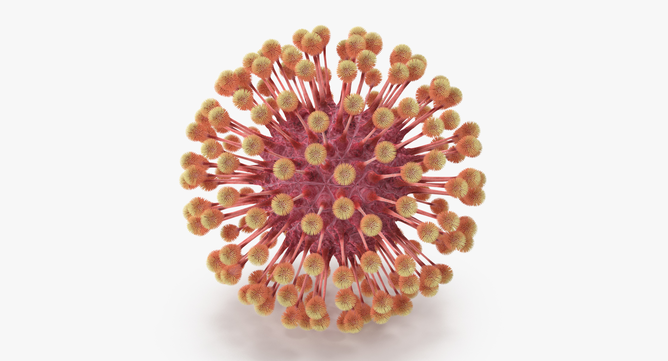 3d herpes virus
