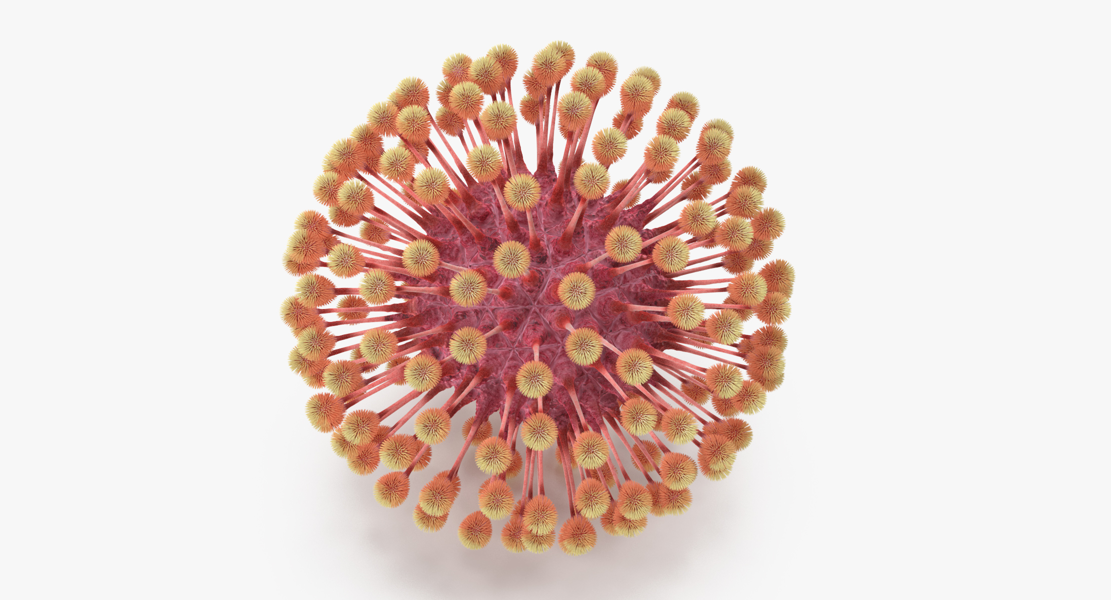 3d herpes virus