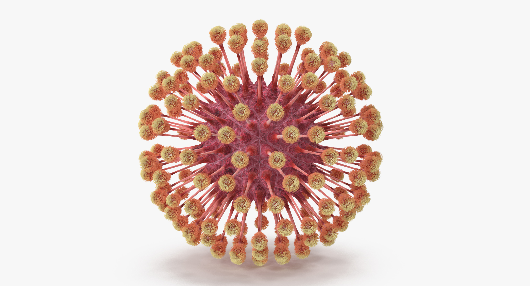 3d herpes virus