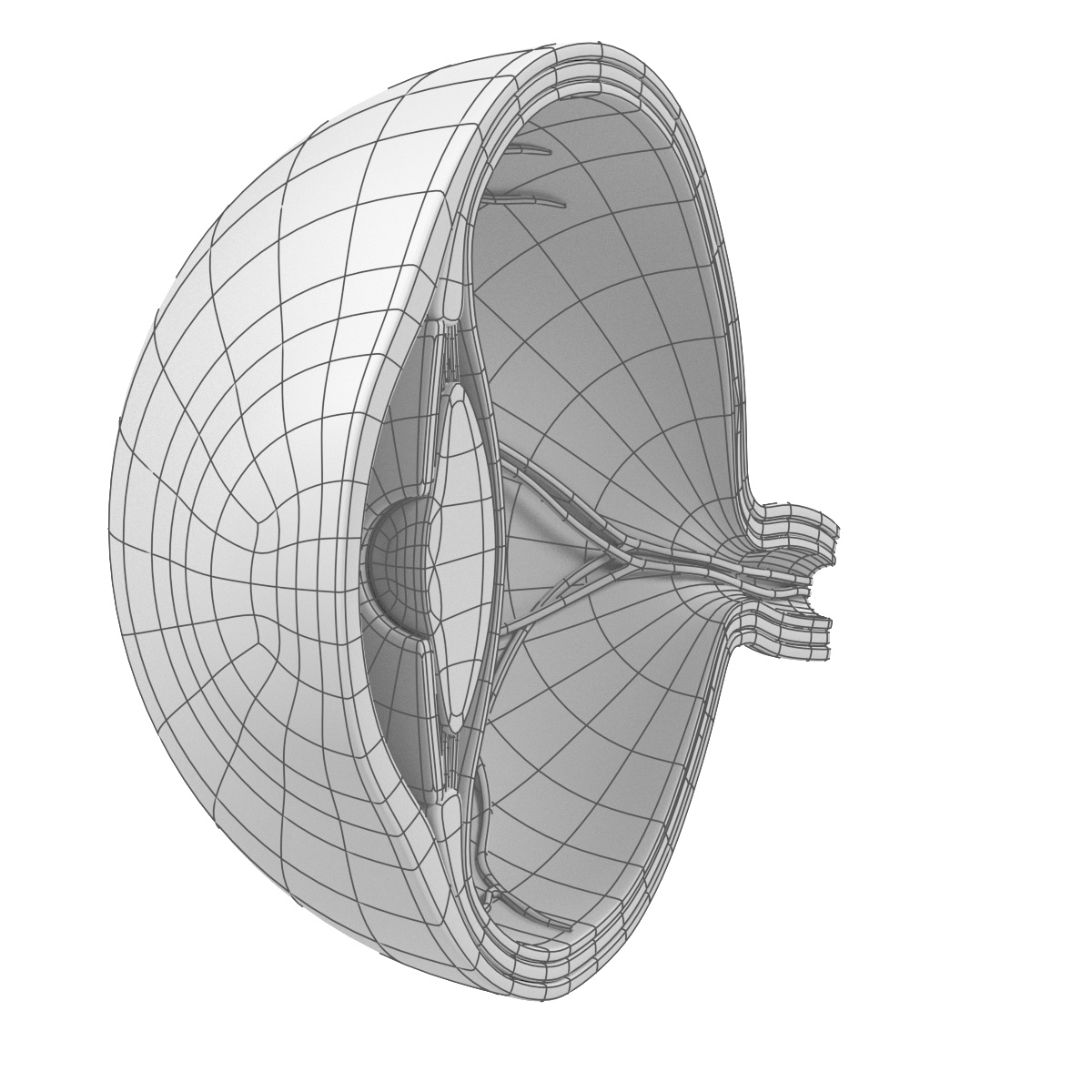 3d model eye section