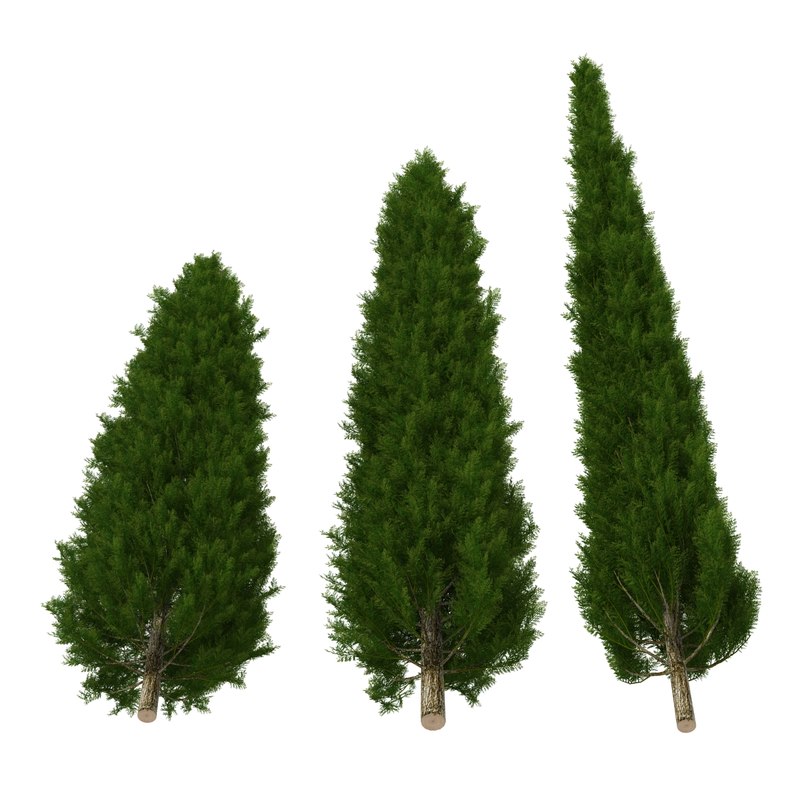 cypress trees set 3d 3ds