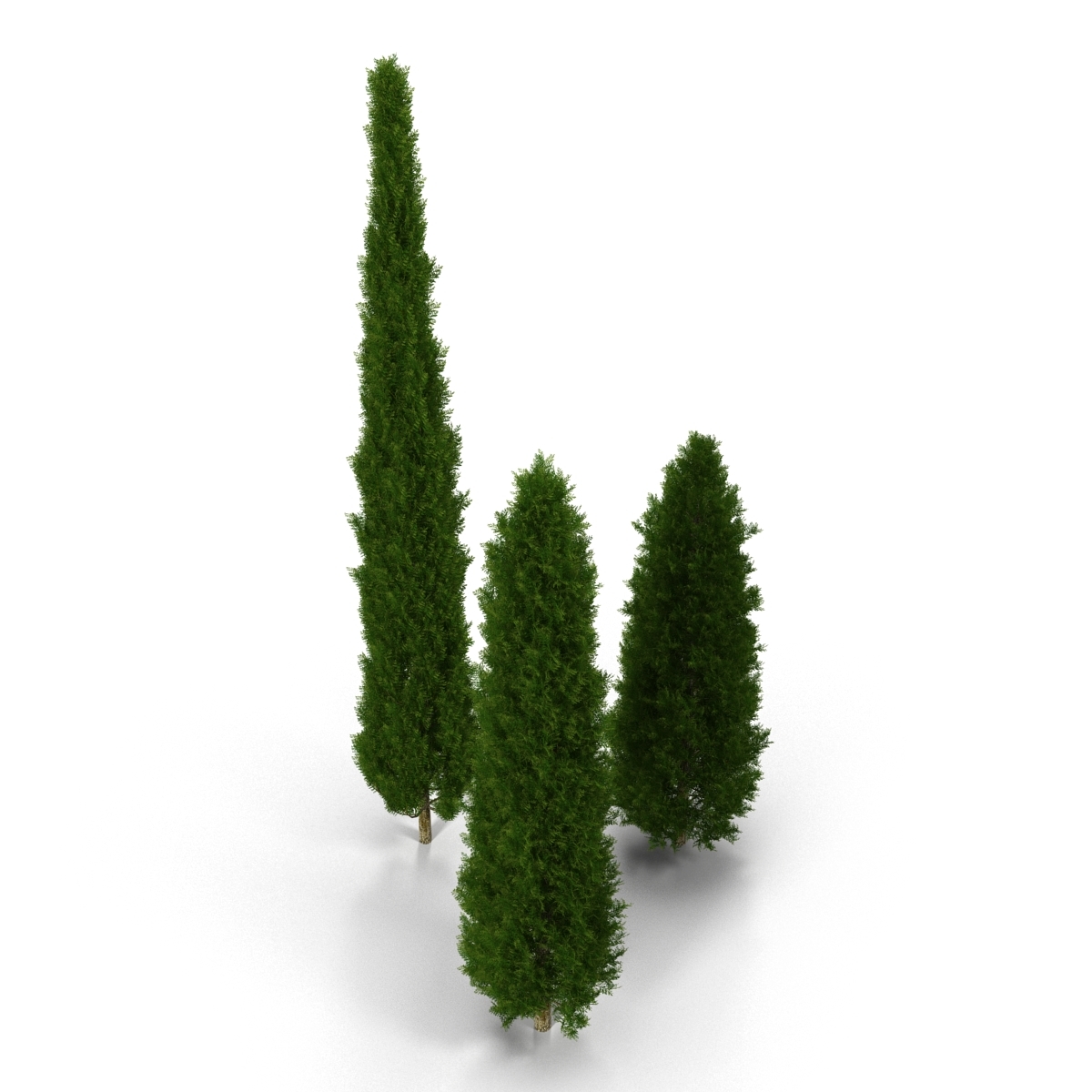 cypress trees set 3d 3ds