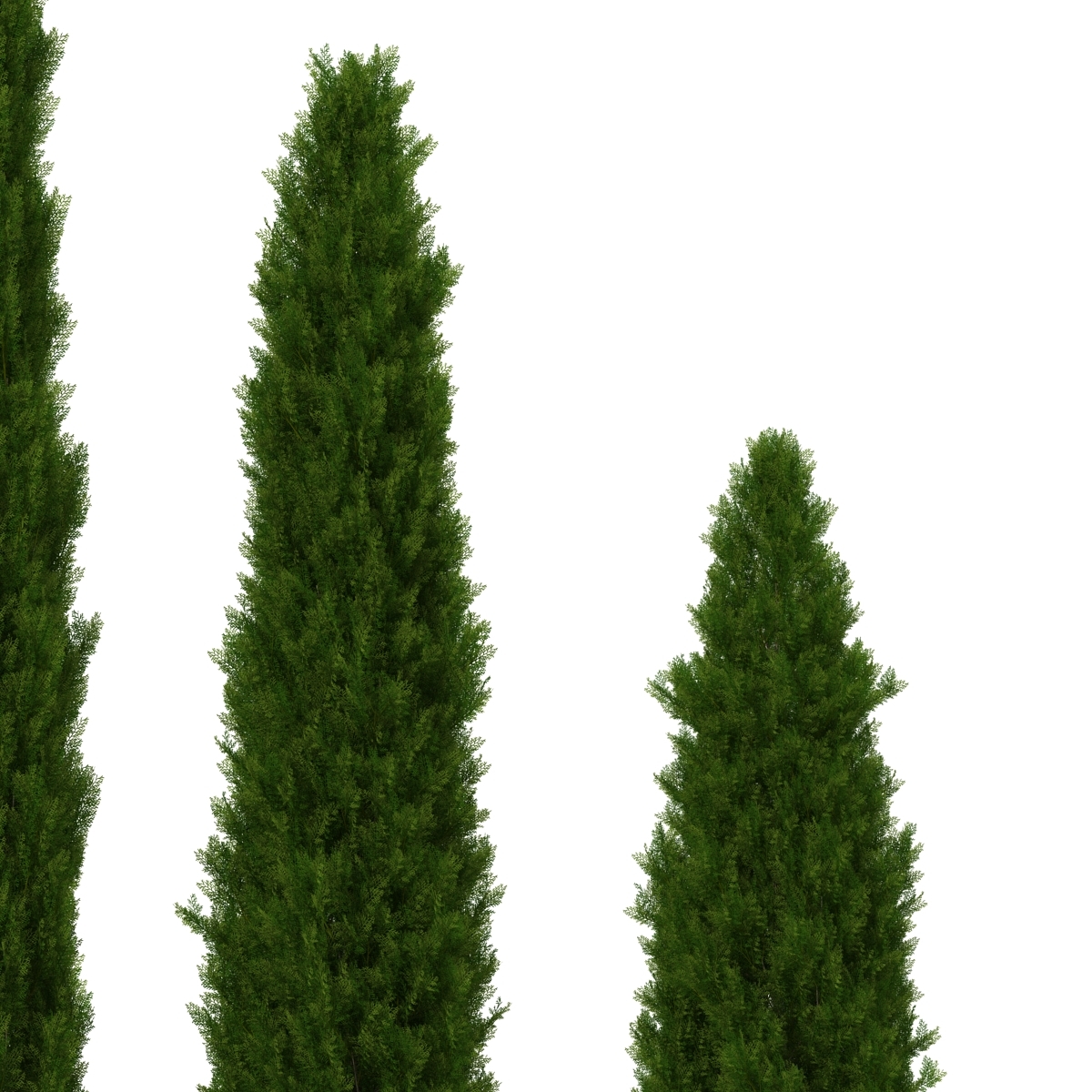 cypress trees set 3d 3ds