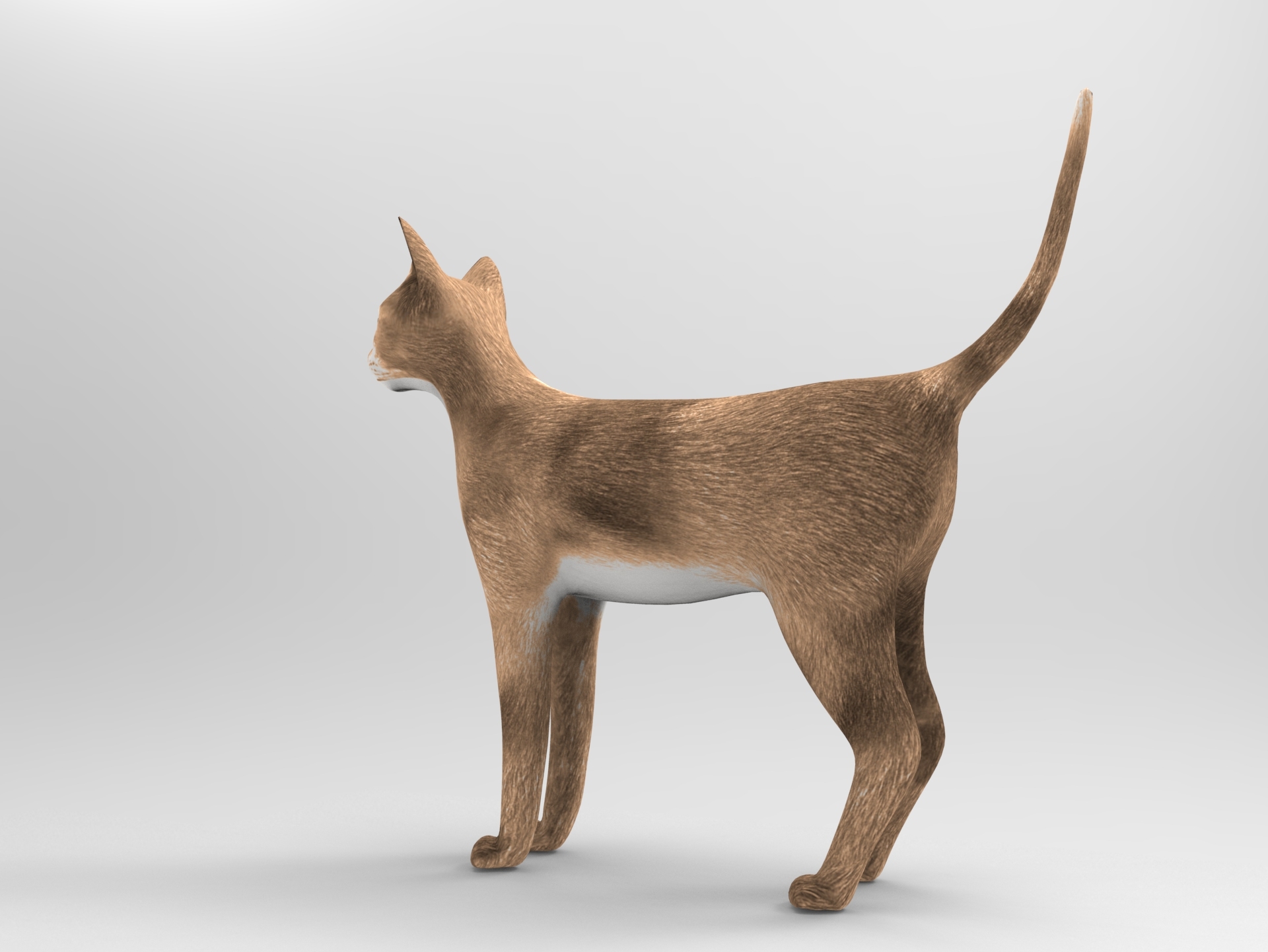 3d cat rigged model