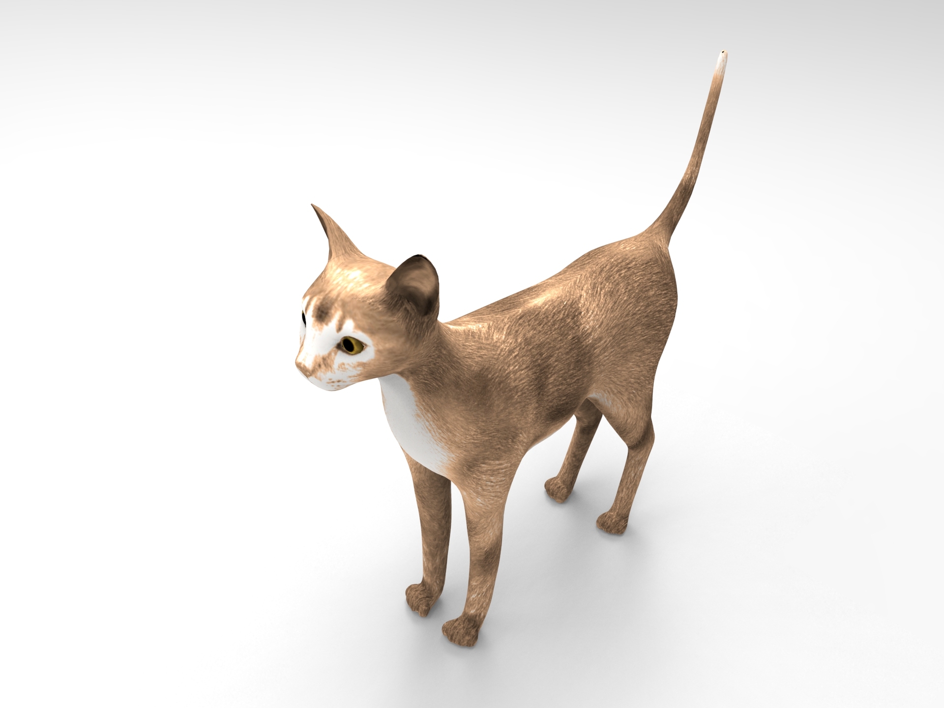 3d cat rigged model