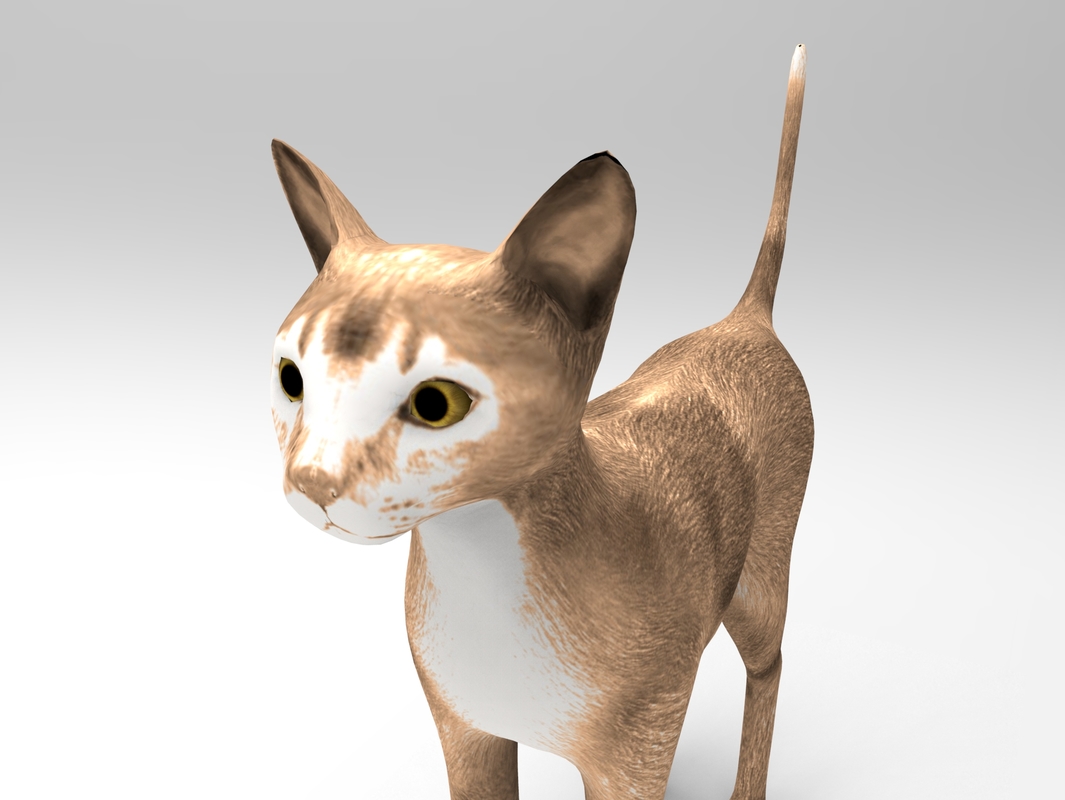 3d cat rigged model