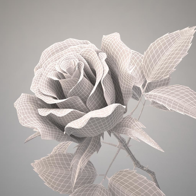 3d rose 5