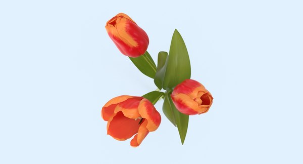 tulips max