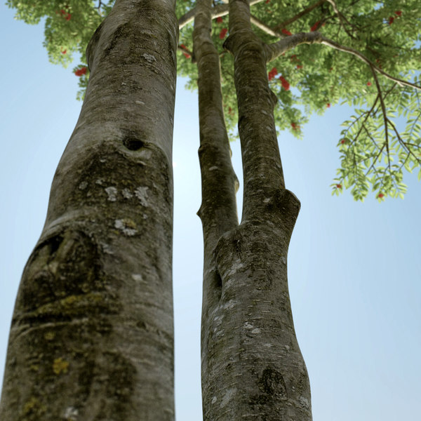 3d archmodels vol 163 trees